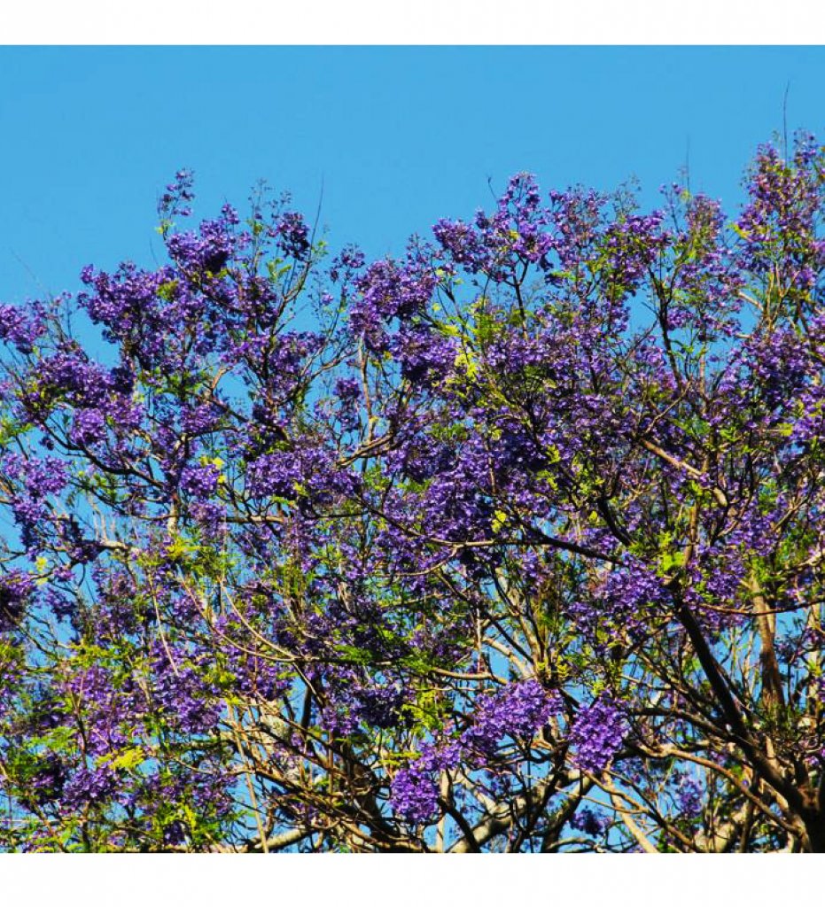 Flowering Trees: Why do Trees have Flowers? | Treeworld Wholesale