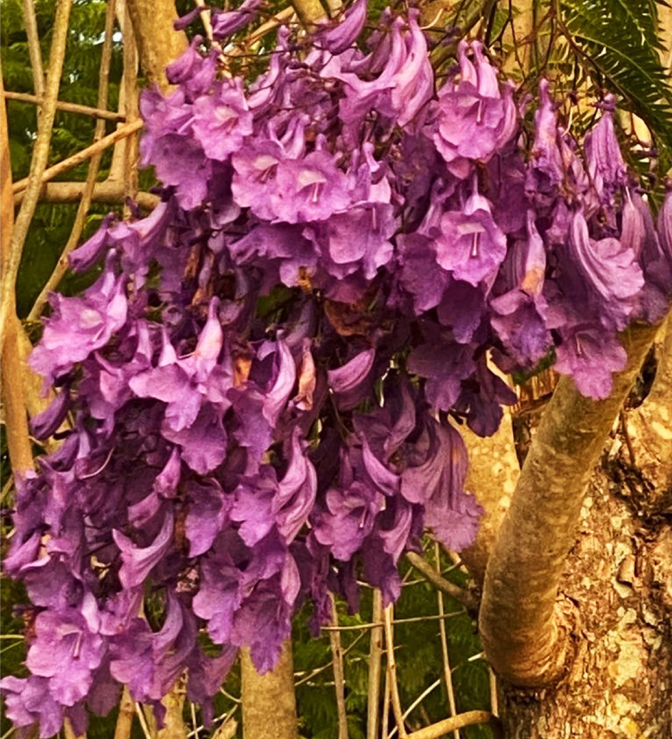 Jacaranda Mimosifolia - Blue Jacaranda Tree for Sale Florida ...