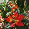 Euphorbia Punicea For Sale: Jamaican Poinsettia Tree | Treeworld Wholesale
