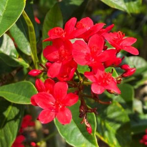 Jatropha Integerrima Peregrina Tree For Sale In Florida | Treeworld ...