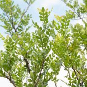 Zanthoxylum Fagara: Wild Lime Tree For Sale | Treeworld Wholesale