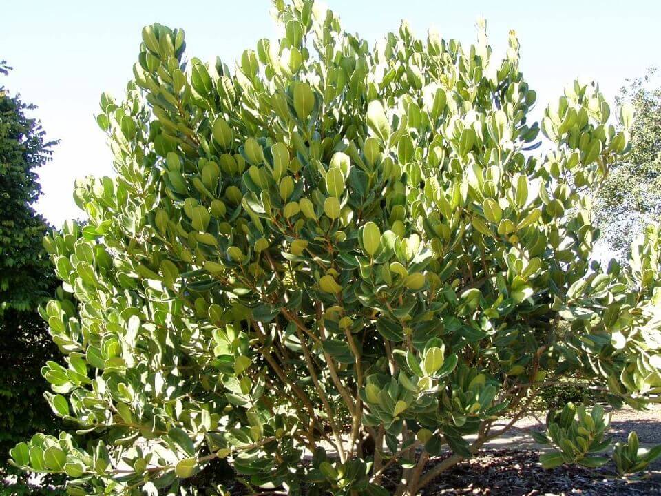 South Florida & Caribbean Shrubs | Treeworld Wholesale