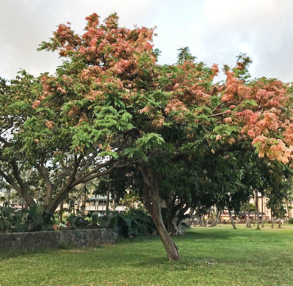 Rainbow Shower Tree - Cassia x Nealiae for Sale Florida | Treeworld ...