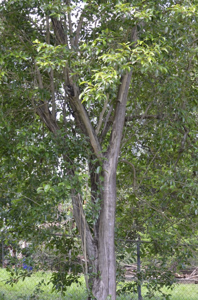 Fiddlewood Tree. Citharexylum Spinosum for Sale in Florida | Treeworld ...