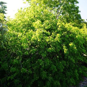 Polygala Cowellii Violet Tree for Sale | Treeworld Wholesale