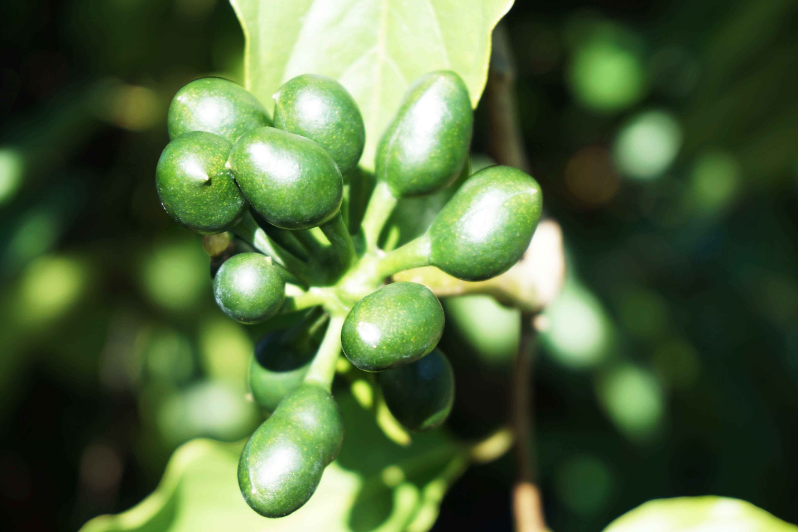 Cananga Odorata: Yang Ylang Tree For Sale South Florida 🌳 | Treeworld ...