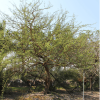 Acacia Seyal Tree For Sale In Florida | Treeworld Wholesale