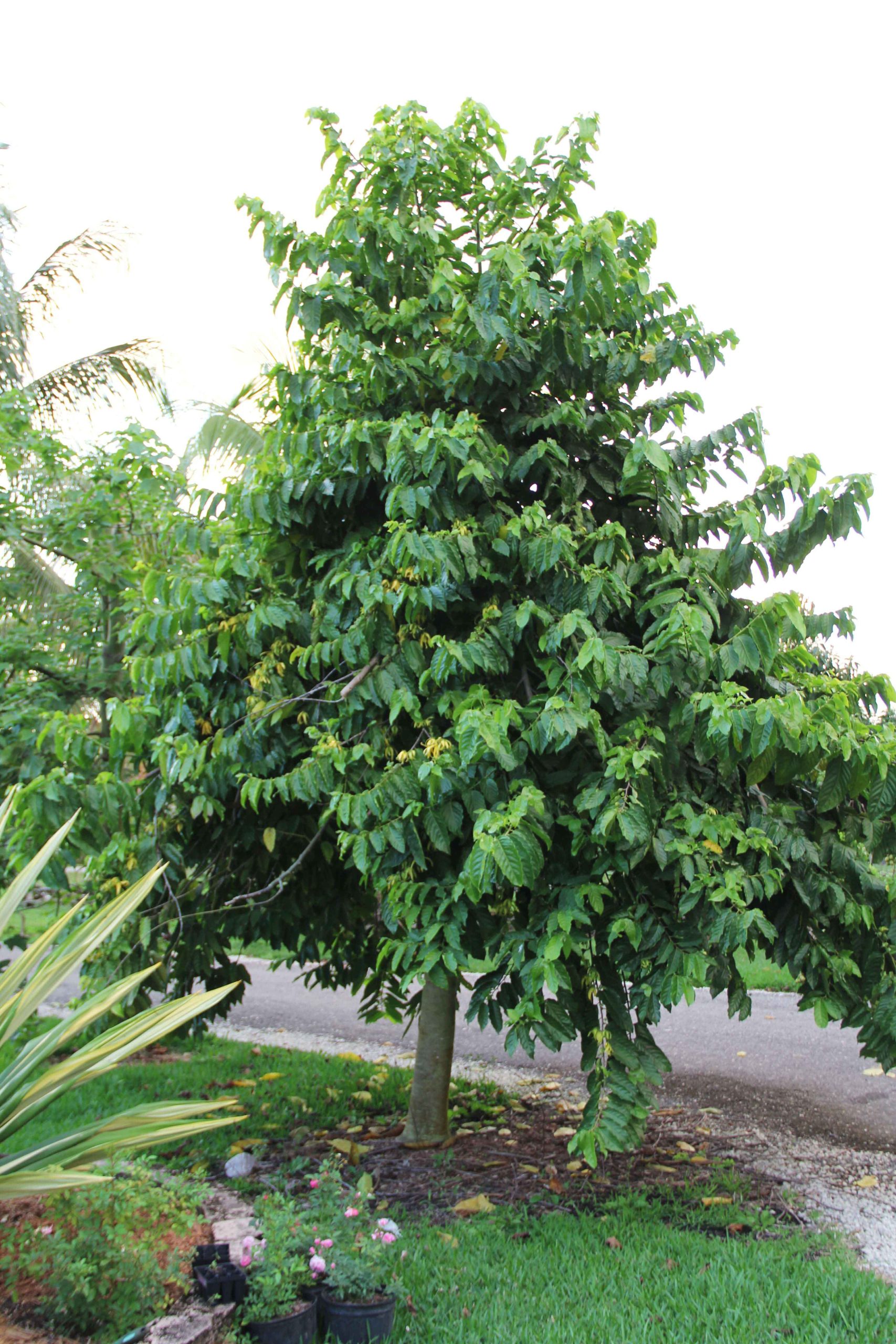Cananga Odorata: Yang Ylang Tree For Sale South Florida 🌳 | Treeworld ...