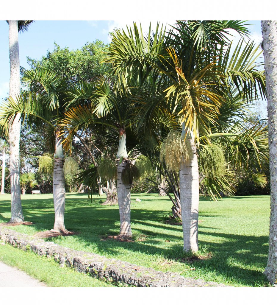 Hyophorbe Verschaffeltii | Treeworld Wholesale