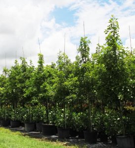 Pongamia Pinnata Tree For Sale | Treeworld Wholesale