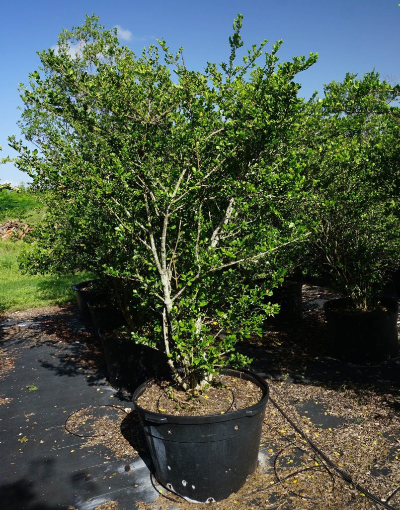 Randia Aculeata Tree For Sale: Indigo Berry To Buy | Treeworld Wholesale