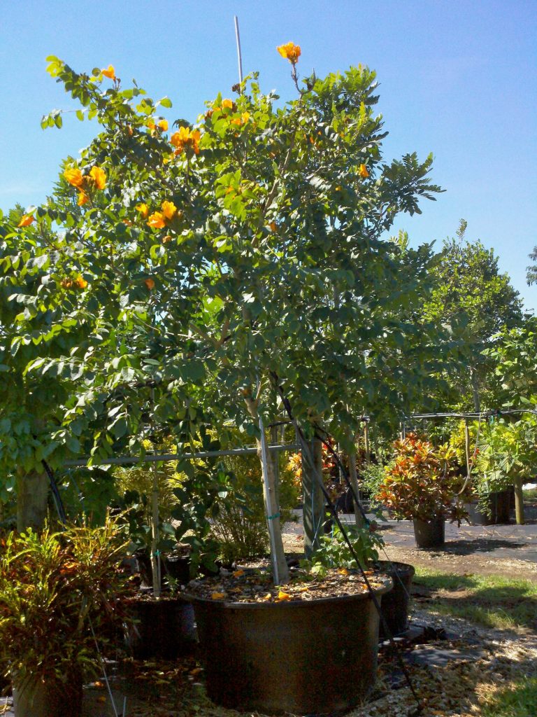 Spathodea Campanulata. African Tulip Tree for Sale | Treeworld Wholesale