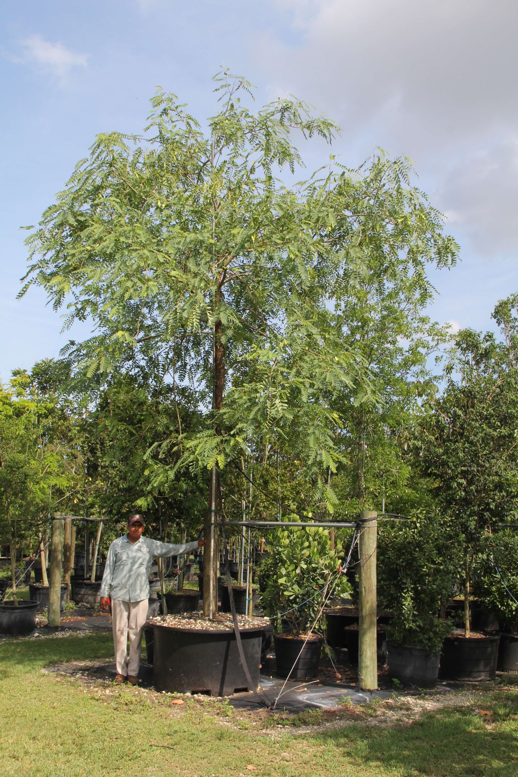 Tipuana tipu Tree For Sale In Florida | Treeworld Wholesale