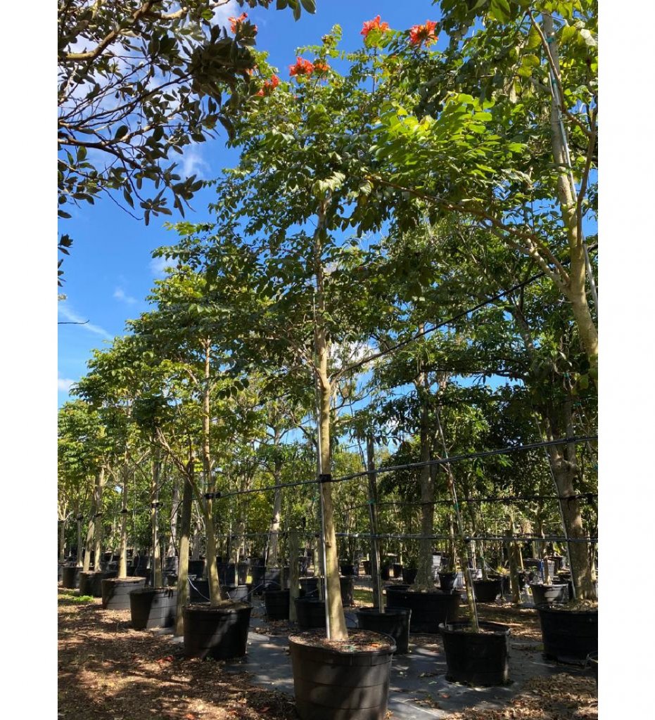 Spathodea Campanulata: Red African Tulip tree | Treeworld Wholesale