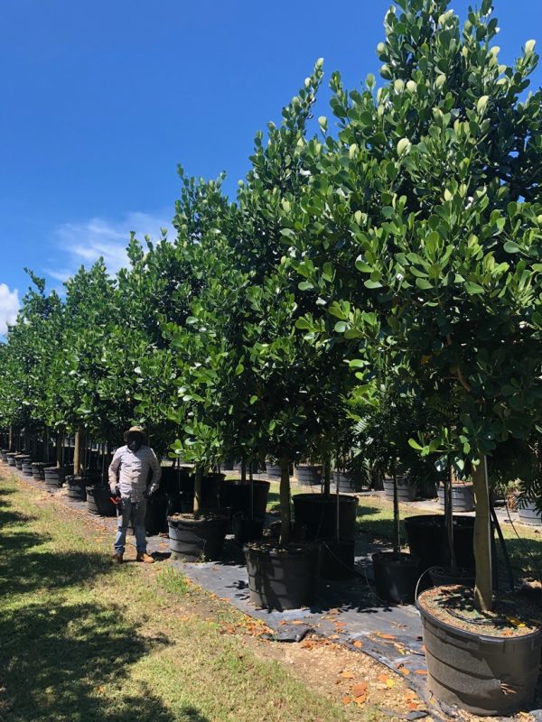 Pitch Apple: Clusia Rosea Tree For Sale in Florida | TreeWorld Wholesale