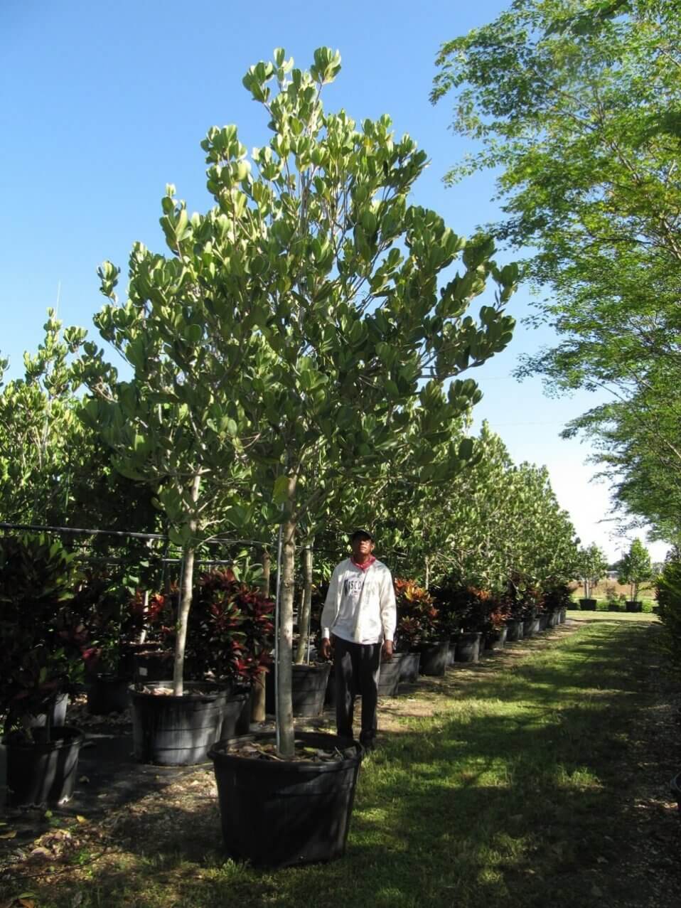 Image Search | Treeworld Wholesale