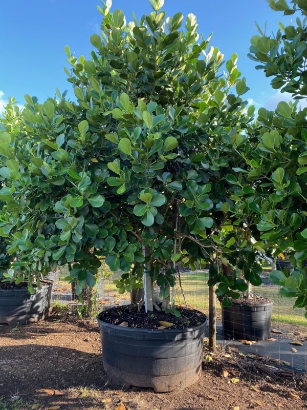 Pitch Apple: Clusia Rosea Tree For Sale in Florida | TreeWorld Wholesale