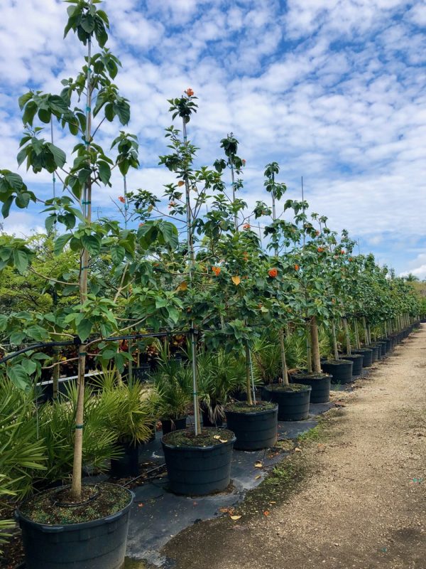 Orange Geiger Tree - Cordia Sebestena for Sale Florida | Treeworld ...