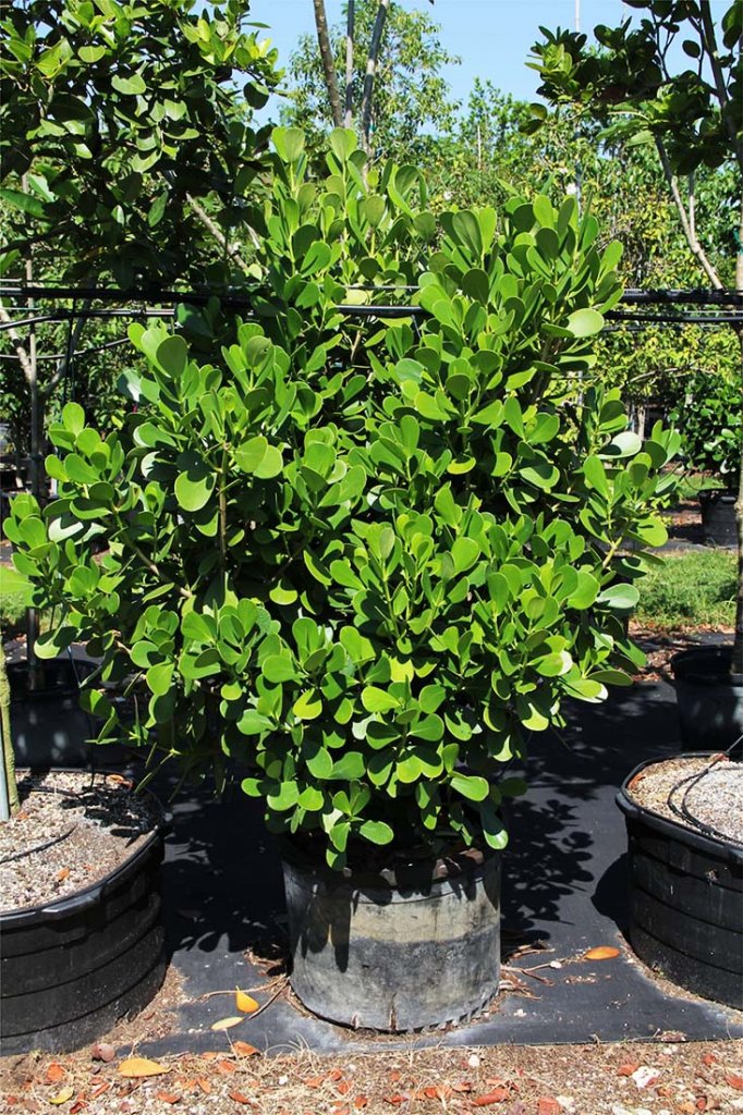 Clusia Guttifera Hedge - Small Leaf Clusia for Sale Florida | Treeworld ...