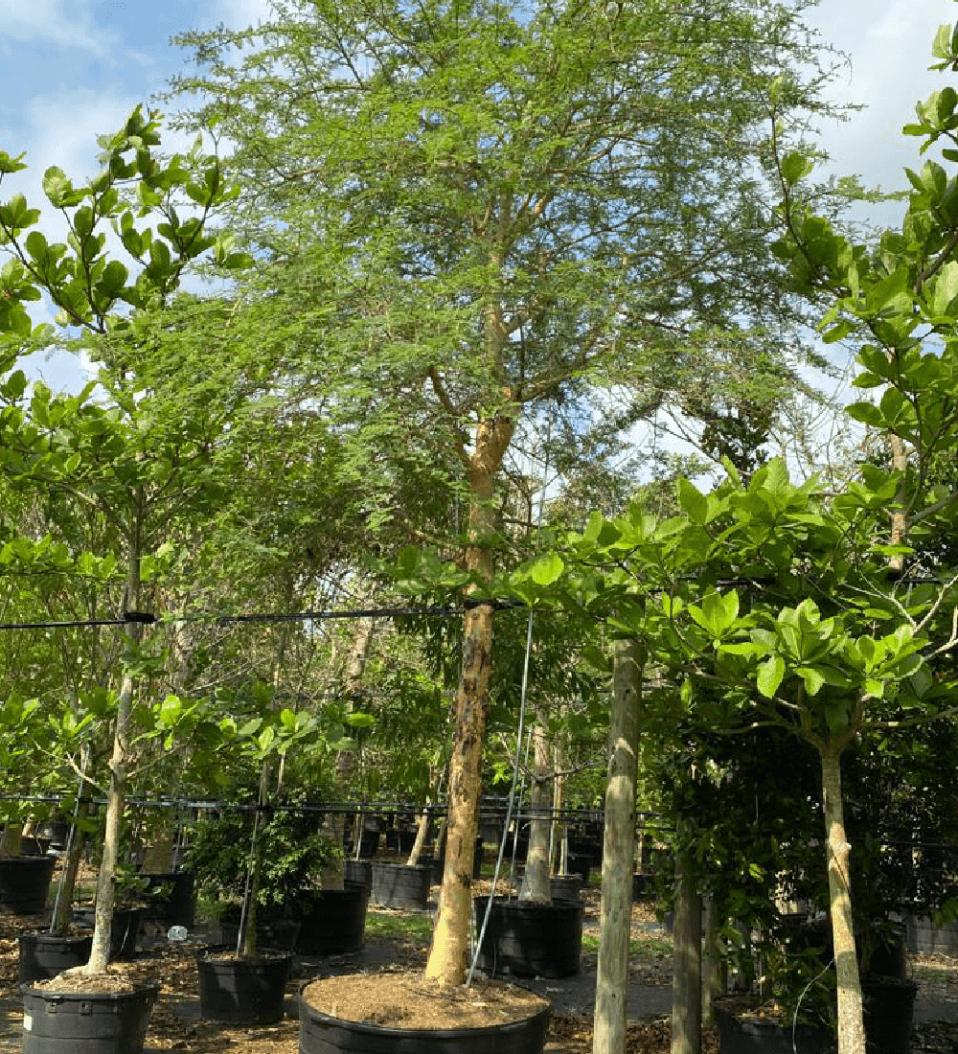 Acacia Trees: Benefits and Species | Treeworld Wholesale