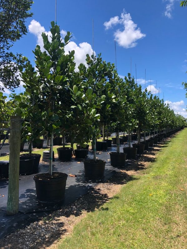 Pitch Apple: Clusia Rosea Tree For Sale in South Florida 🌳 | TreeWorld ...