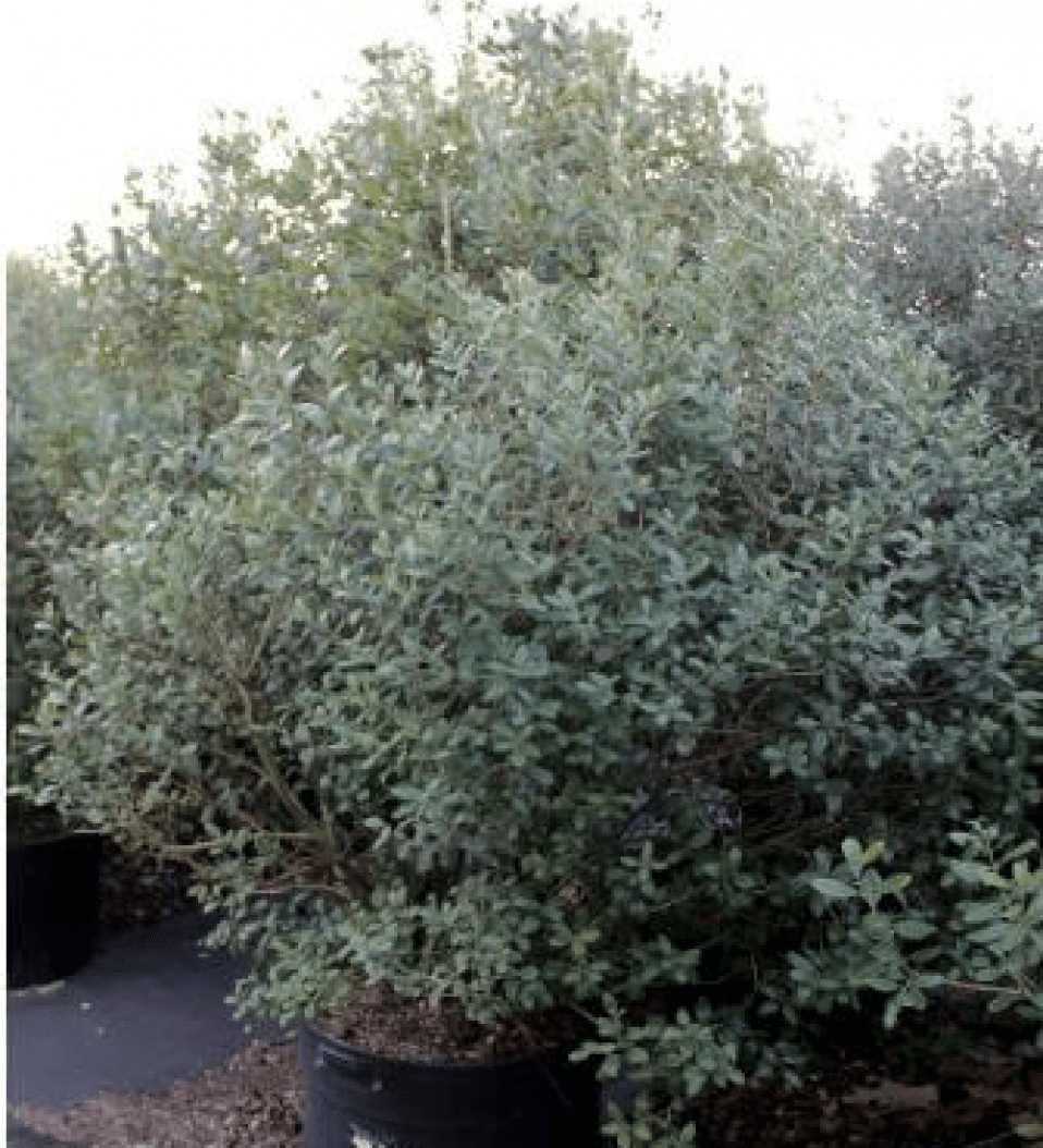 South Florida & Caribbean Shrubs | Treeworld Wholesale