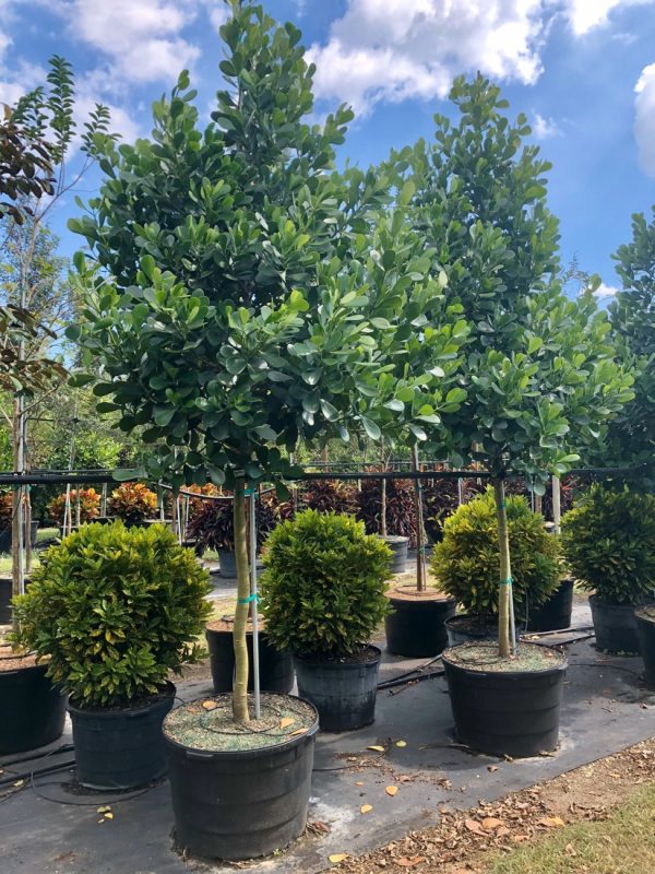 15 Gallon Pitch Apple For Sale Near Me