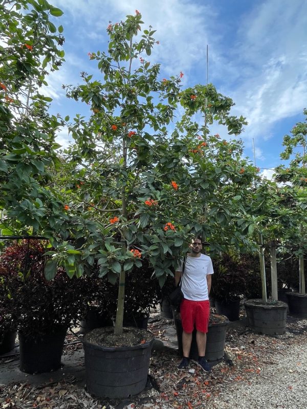 Orange Geiger Tree - Cordia Sebestena for Sale Florida | Treeworld ...
