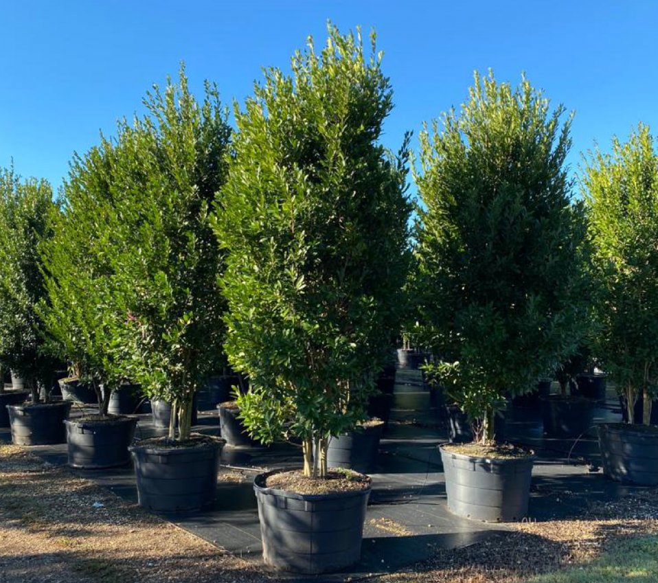 Sun And Shade Trees: Heliophytes and Sciophytes | Treeworld Wholesale