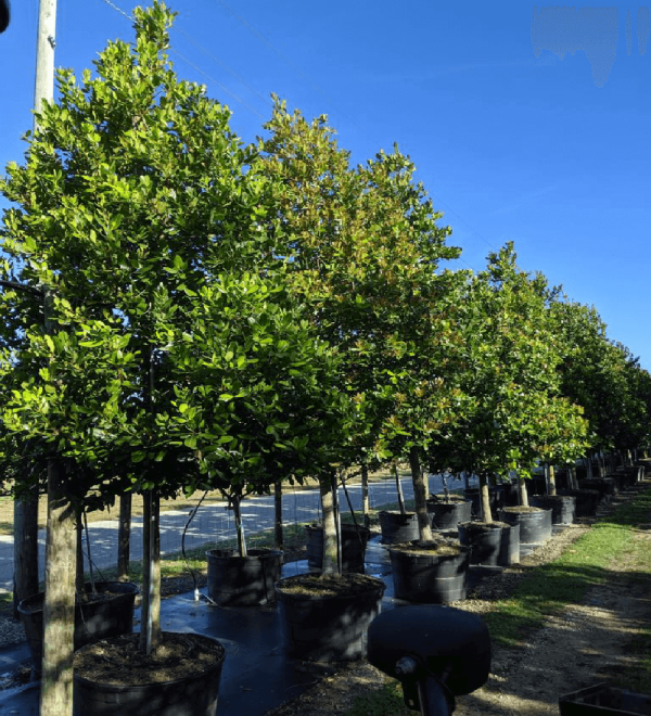 Bush vs Tree: What Is The Difference Between Them?🌴 | Treeworld Wholesale