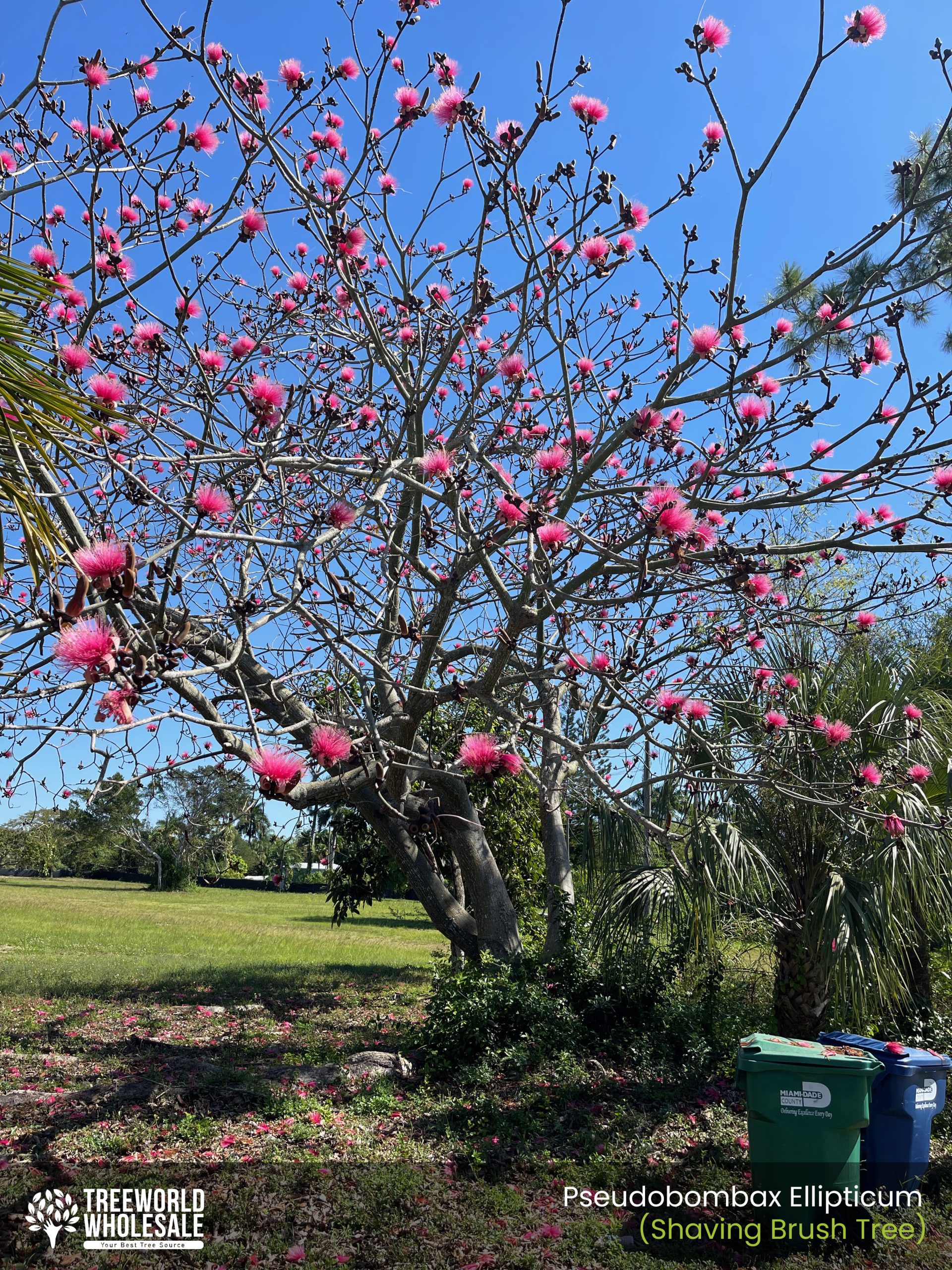 Shaving Brush Tree, a new light! | Treeworld Wholesale