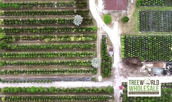 Wholesale Trees Nursery South Florida 🌳 | TreeWorld Wholesale
