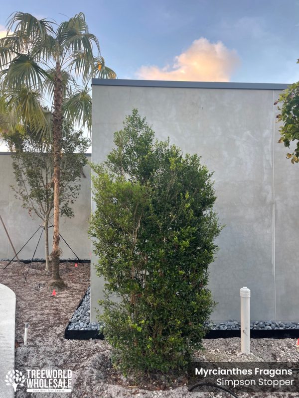 Myrcianthes Fragrans - Simpson Stopper Tree for sale Florida ...