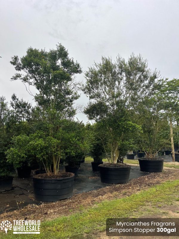 Myrcianthes Fragrans - Simpson Stopper Tree for sale Florida ...