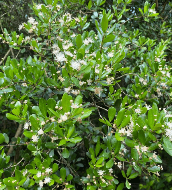 Myrcianthes Fragrans - Simpson Stopper Tree for sale Florida ...