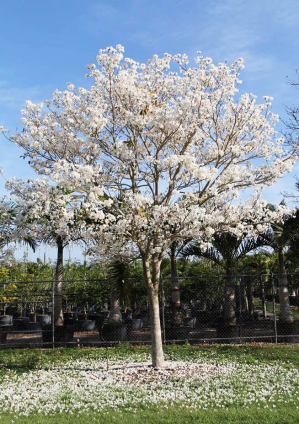 Flowering Tabebuias and Its Care | Treeworld Wholesale