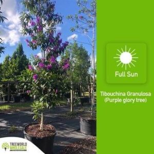 Commercial Landscaping & Plant Placement | Treeworld Wholesale