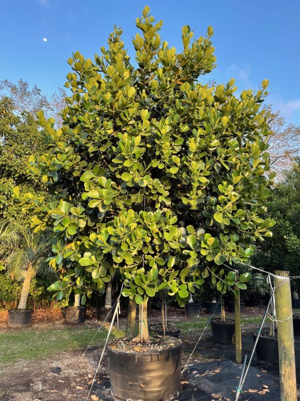 Pitch Apple: Clusia Rosea Tree For Sale in Florida | TreeWorld Wholesale