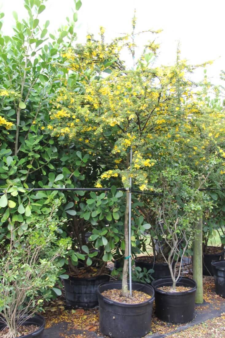 Desert Cassia Tree - Senna Polyphylla for Sale Florida | Treeworld ...