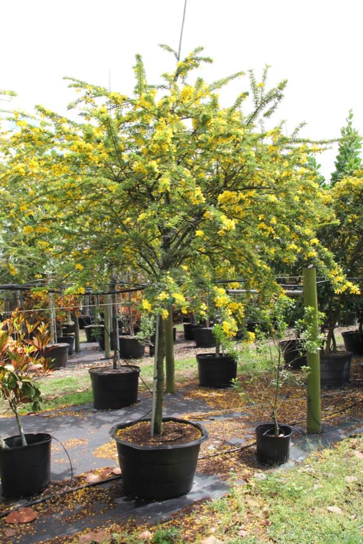 Desert Cassia Tree - Senna Polyphylla for Sale Florida | Treeworld ...