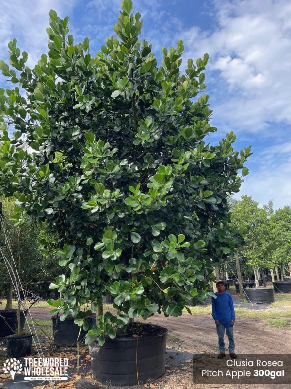 Pitch Apple: Clusia Rosea Tree For Sale in South Florida 🌳 | TreeWorld ...
