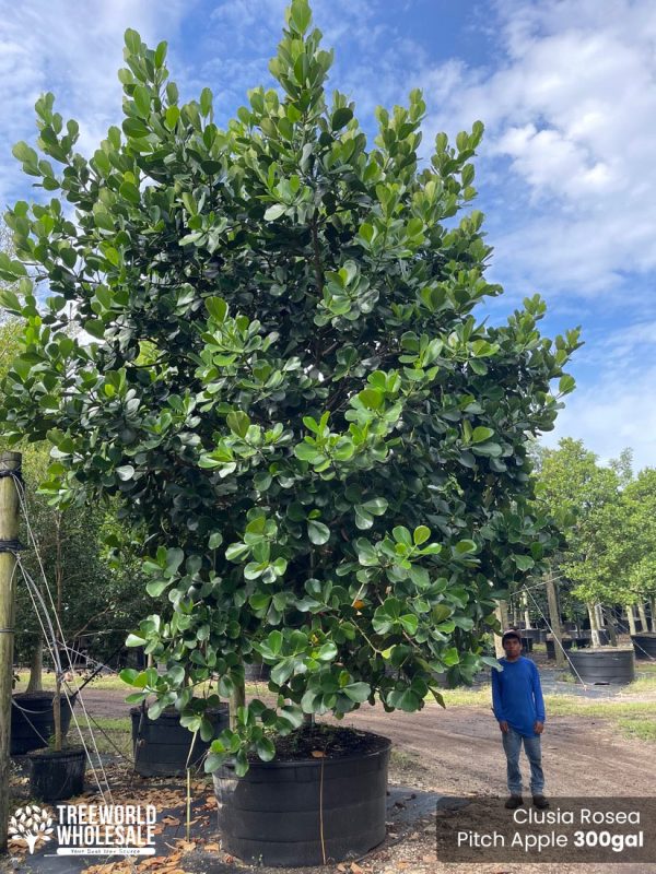 Pitch Apple: Clusia Rosea Tree For Sale in Florida | TreeWorld Wholesale
