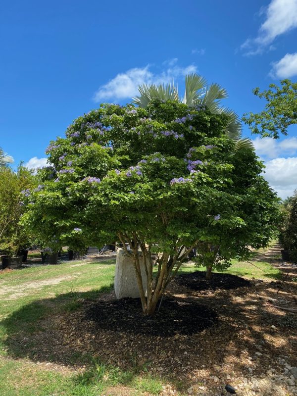 Lignum Vitae: Guaiacum Officinale Tree For Sale South Florida 🌳 ...