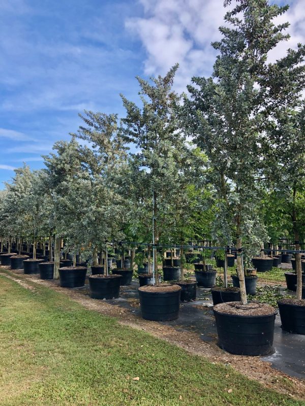 Silver Buttonwood Tree - Conocarpus Erectus Seriseus for Sale Florida ...