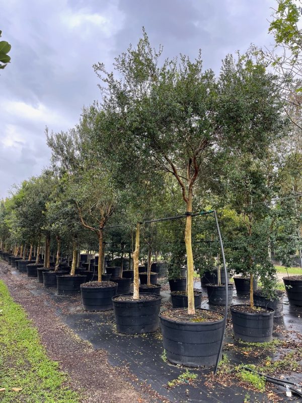 Myrcianthes Fragrans - Simpson Stopper Tree for sale Florida ...