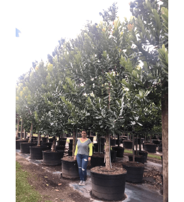 Calophyllum Tree for Sale in Florida | Treeworld Wholesale