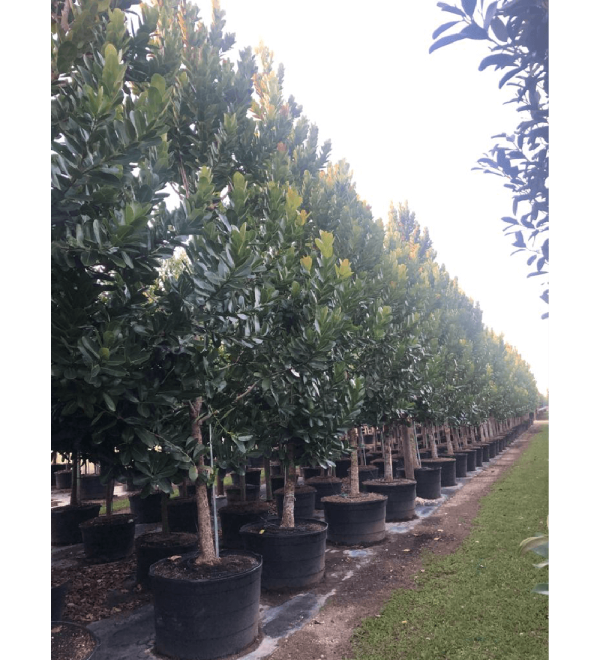 Calophyllum Tree for Sale in Florida | Treeworld Wholesale