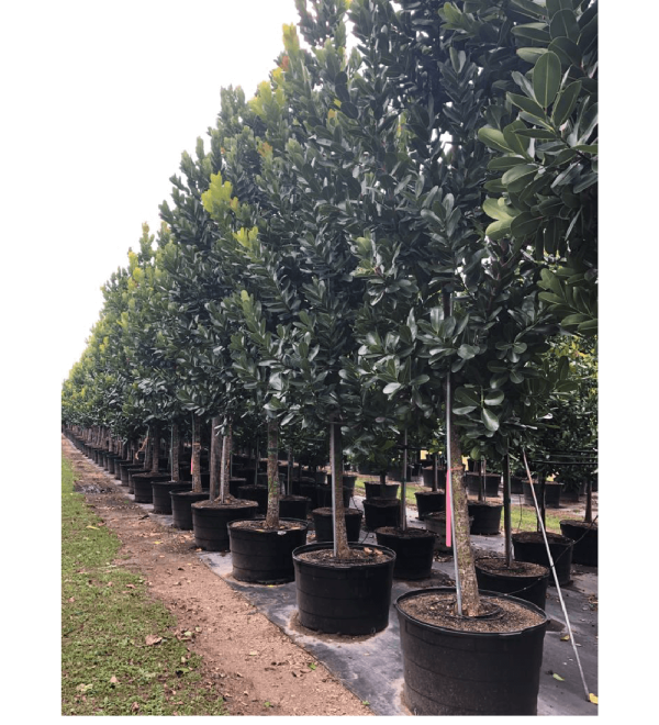 Calophyllum Tree for Sale in Florida | Treeworld Wholesale