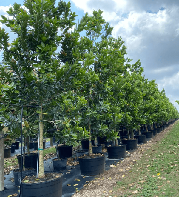 Calophyllum Tree for Sale in Florida | Treeworld Wholesale