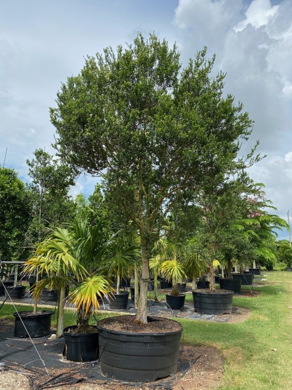 Myrcianthes Fragrans - Simpson Stopper Tree for sale Florida ...